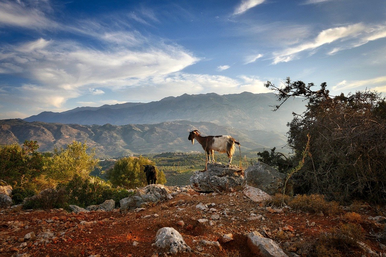 10 Surprising Facts About Crete’s Plant and Animal Life - For The Love ...